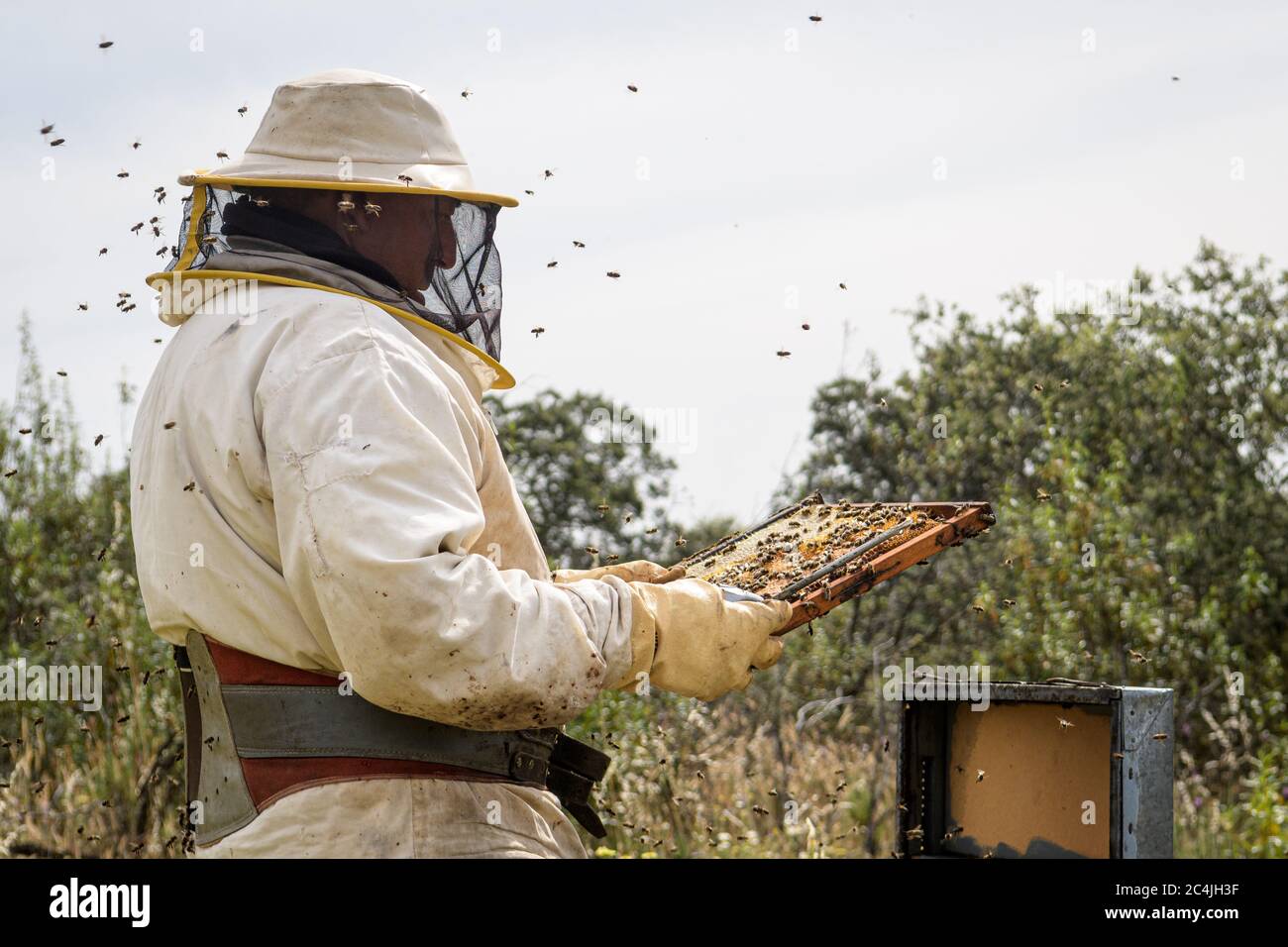 Rural and natural beekeeper, working to collect honey from hives with ...