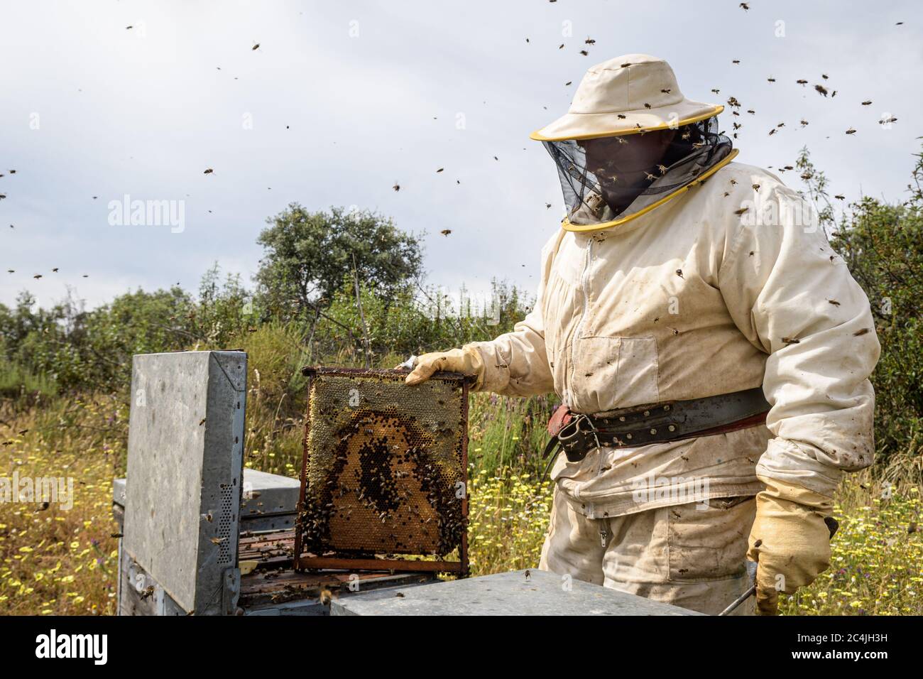 Rural and natural beekeeper, working to collect honey from hives with ...