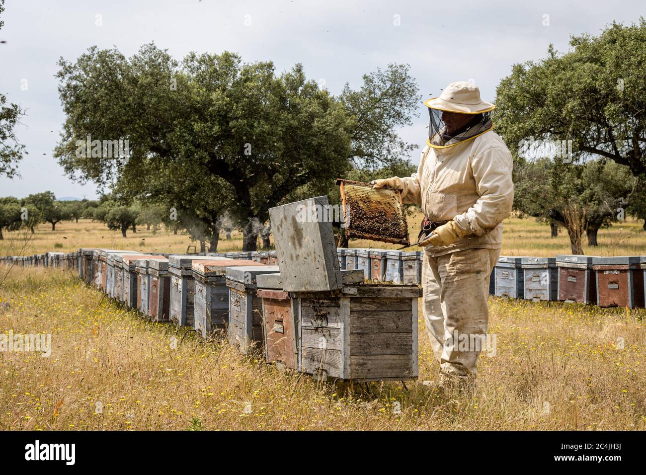 Rural and natural beekeeper, working to collect honey from hives with ...