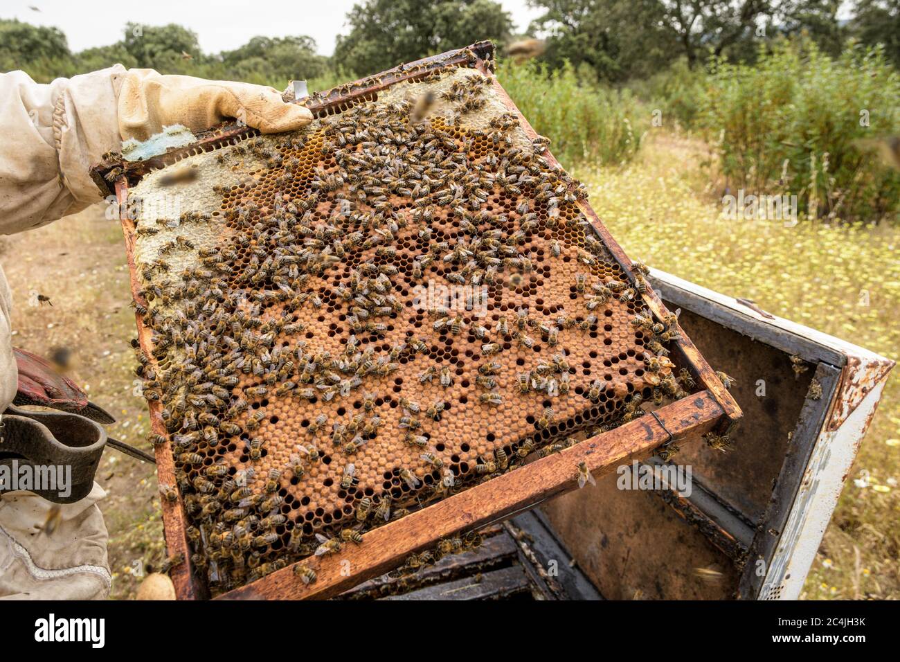 Rural and natural beekeeper, working to collect honey from hives with ...