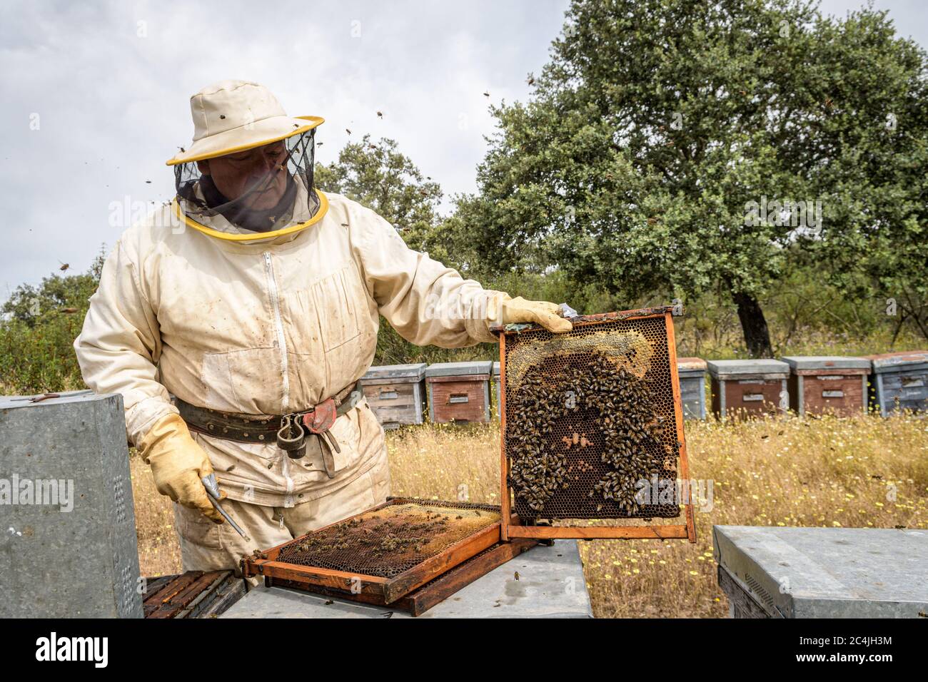 Rural and natural beekeeper, working to collect honey from hives with ...