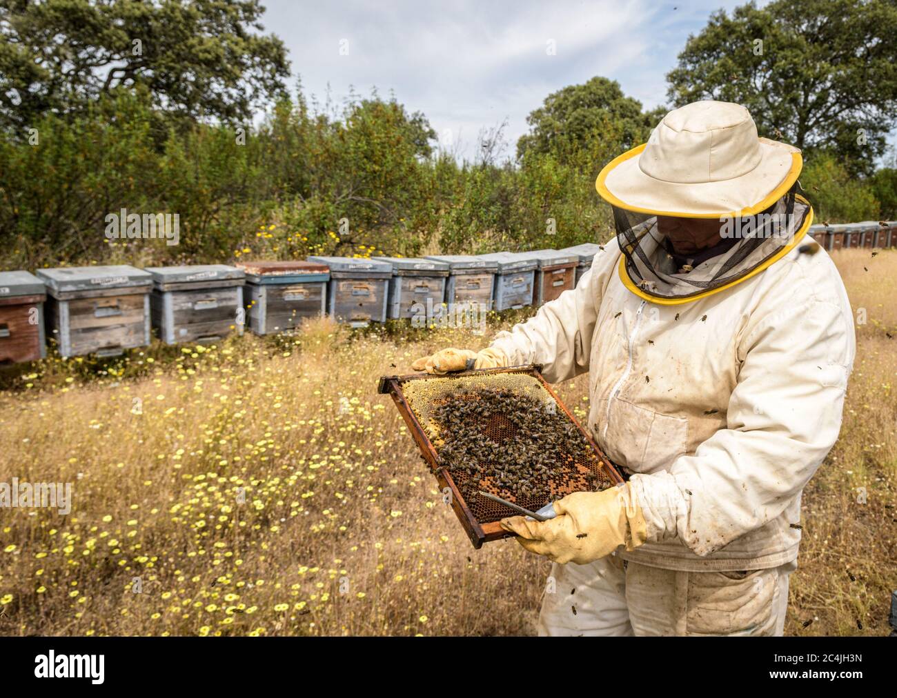 Beekeeping Natural