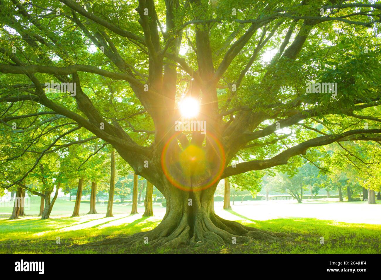 Sunshine tree hi-res stock photography and images - Alamy