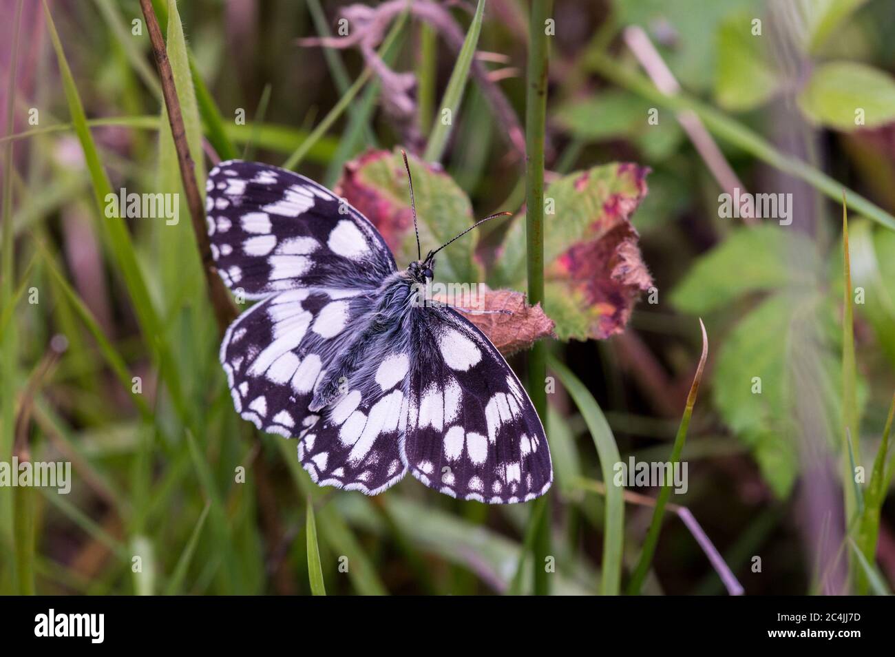 Marbled White butterfly resting on leaf Stock Photo - Alamy