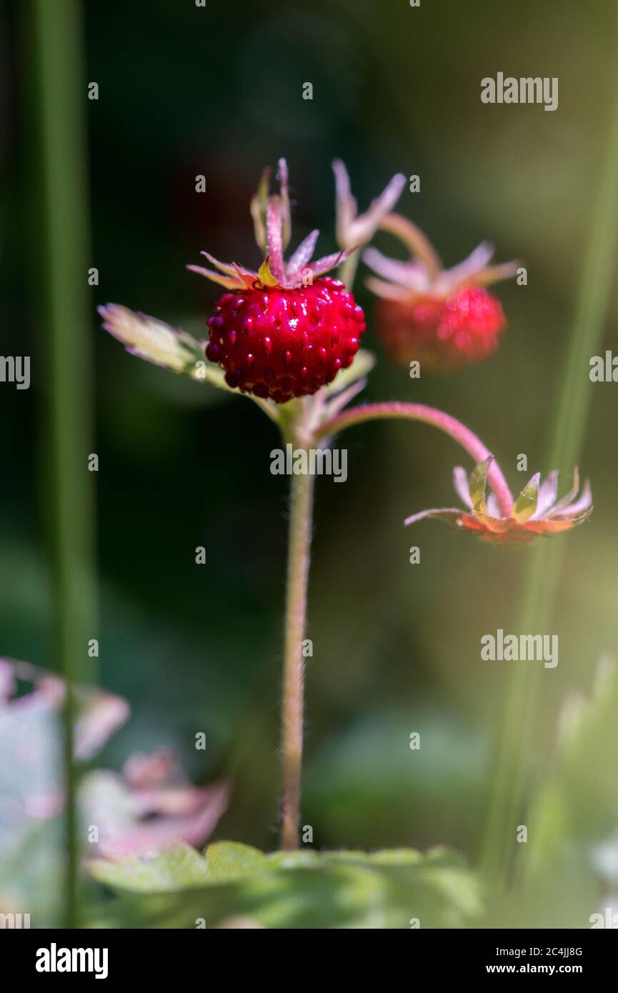 Wild strawberries hi-res stock photography and images - Alamy