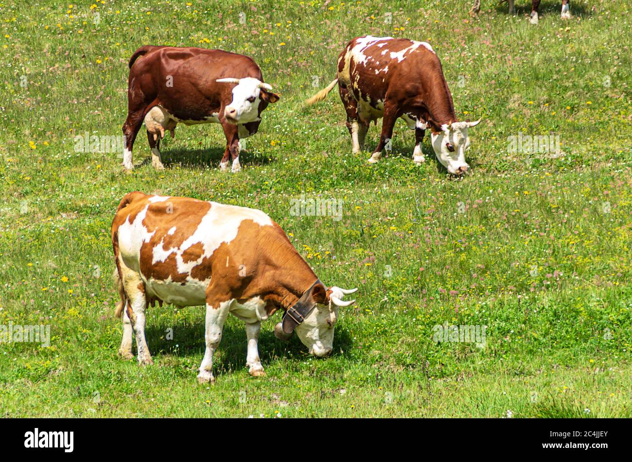 Pedigree cows hi-res stock photography and images - Alamy