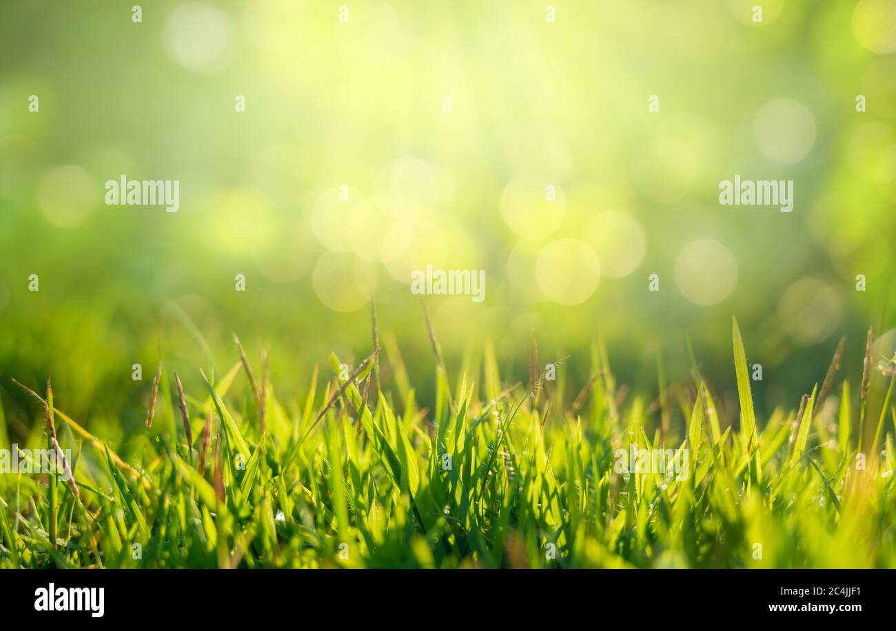 Green grass in the golden sun in the morning and there is free space on ...