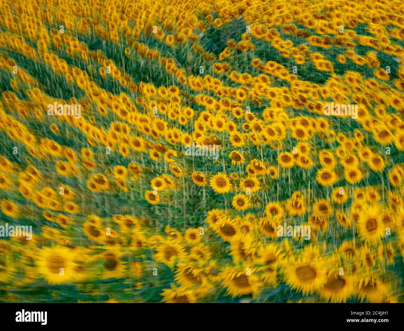 Sunflower with zoom effect hi-res stock photography and images - Alamy