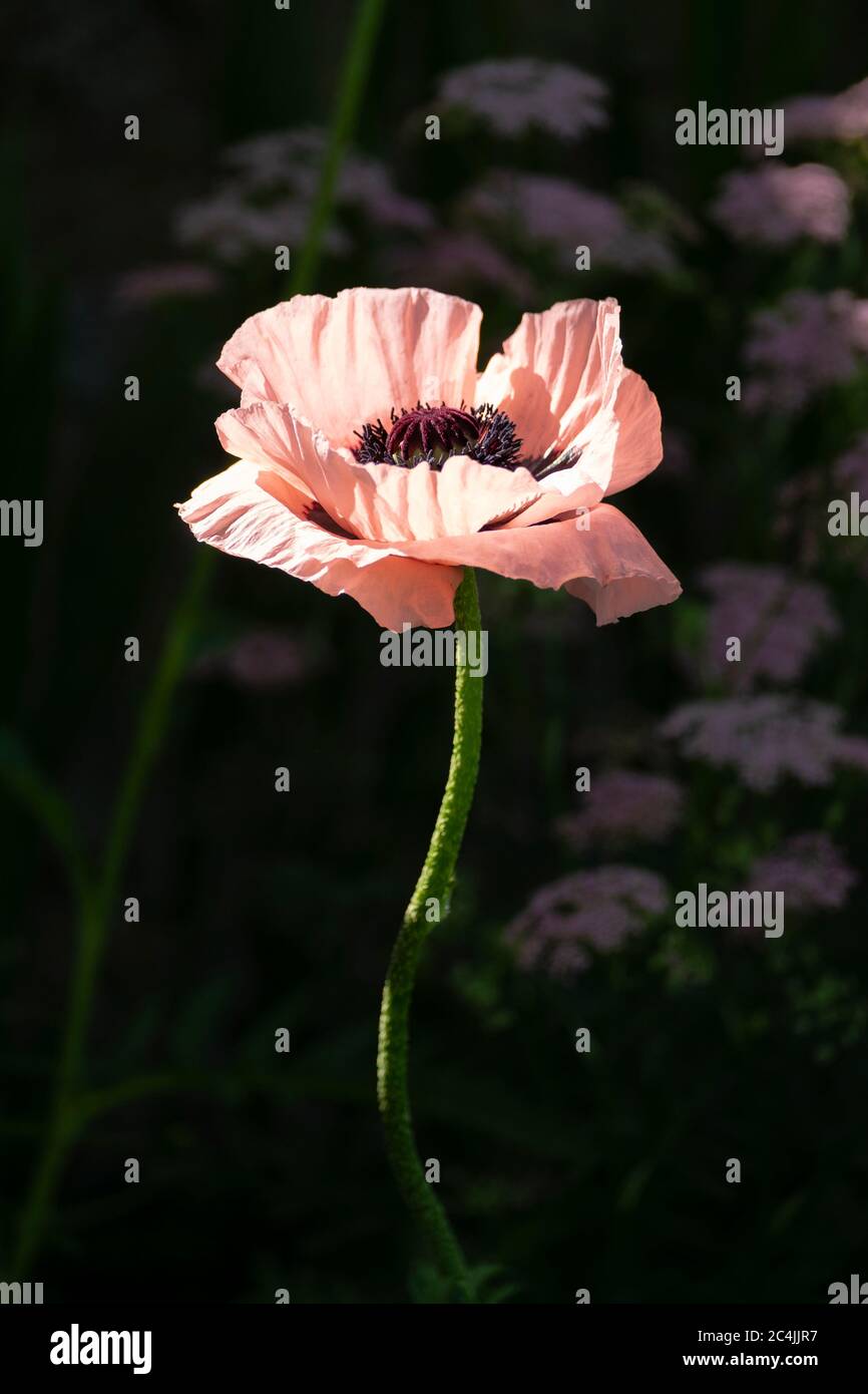 Victoria louise hi-res stock photography and images - Alamy