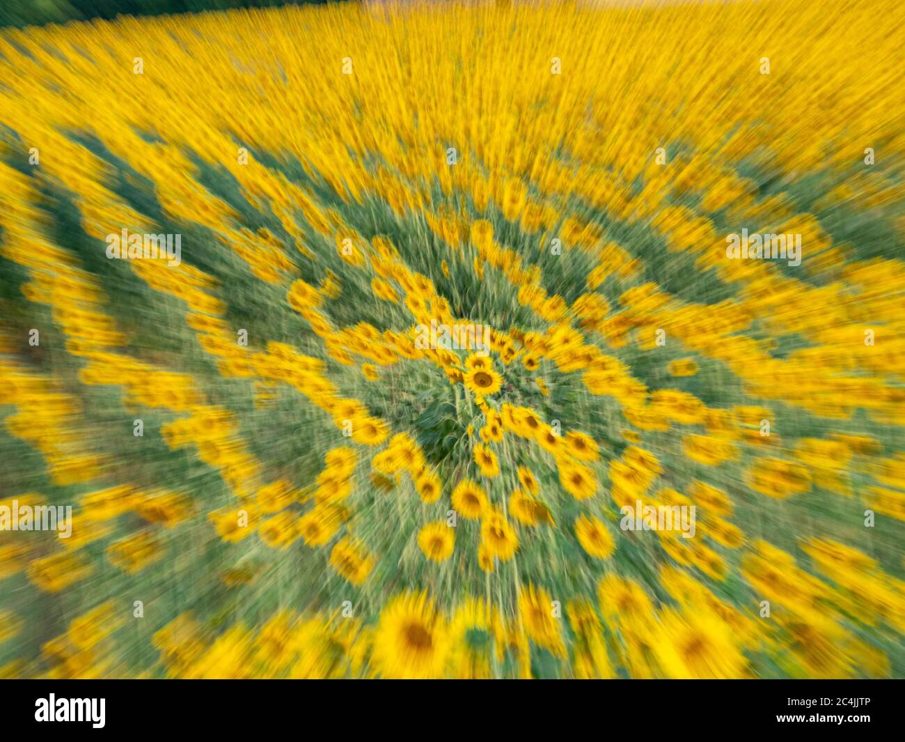 Sunflower motion hi-res stock photography and images - Alamy