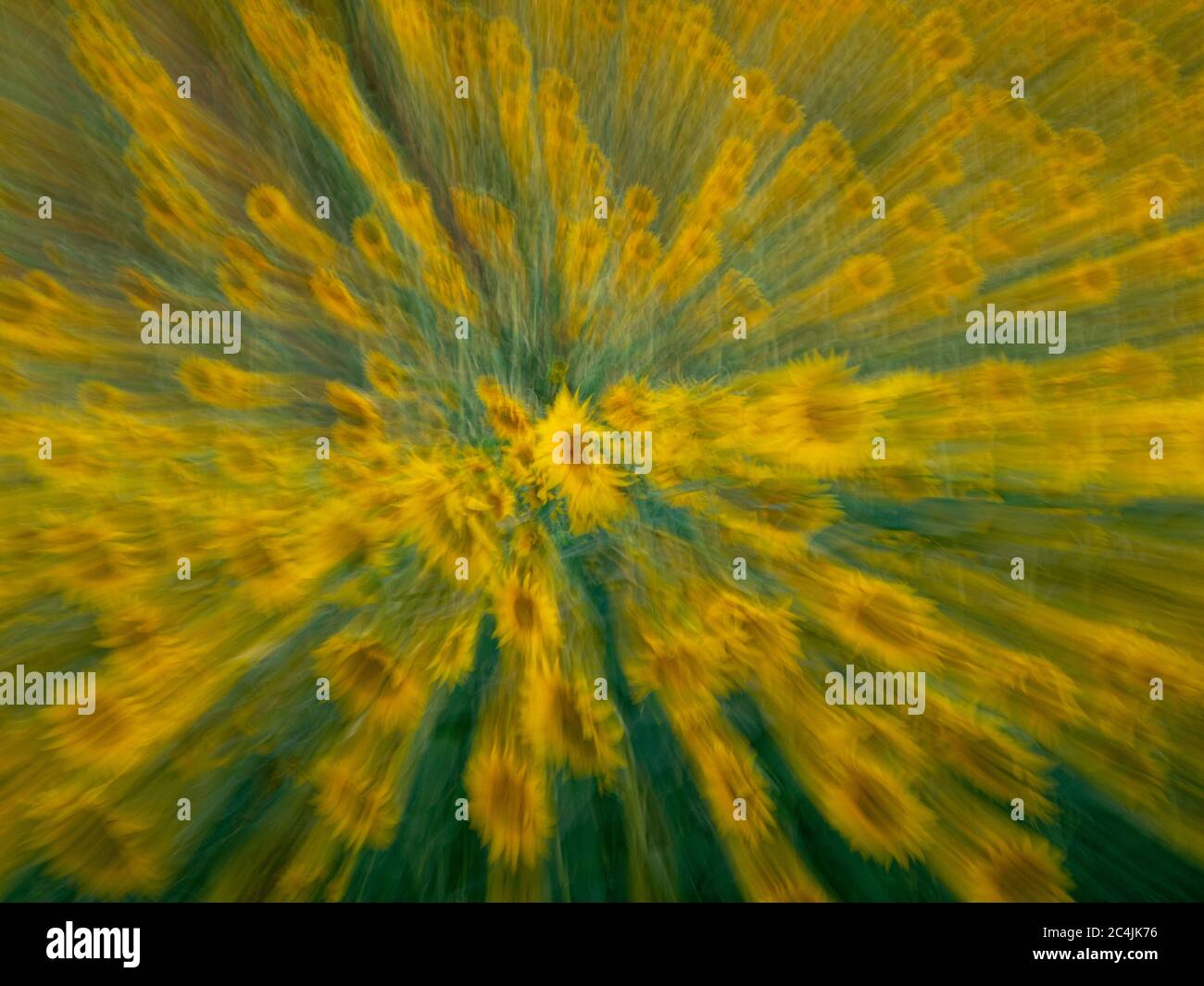 Sunflower With Zoom Effect High Resolution Stock Photography and Images ...