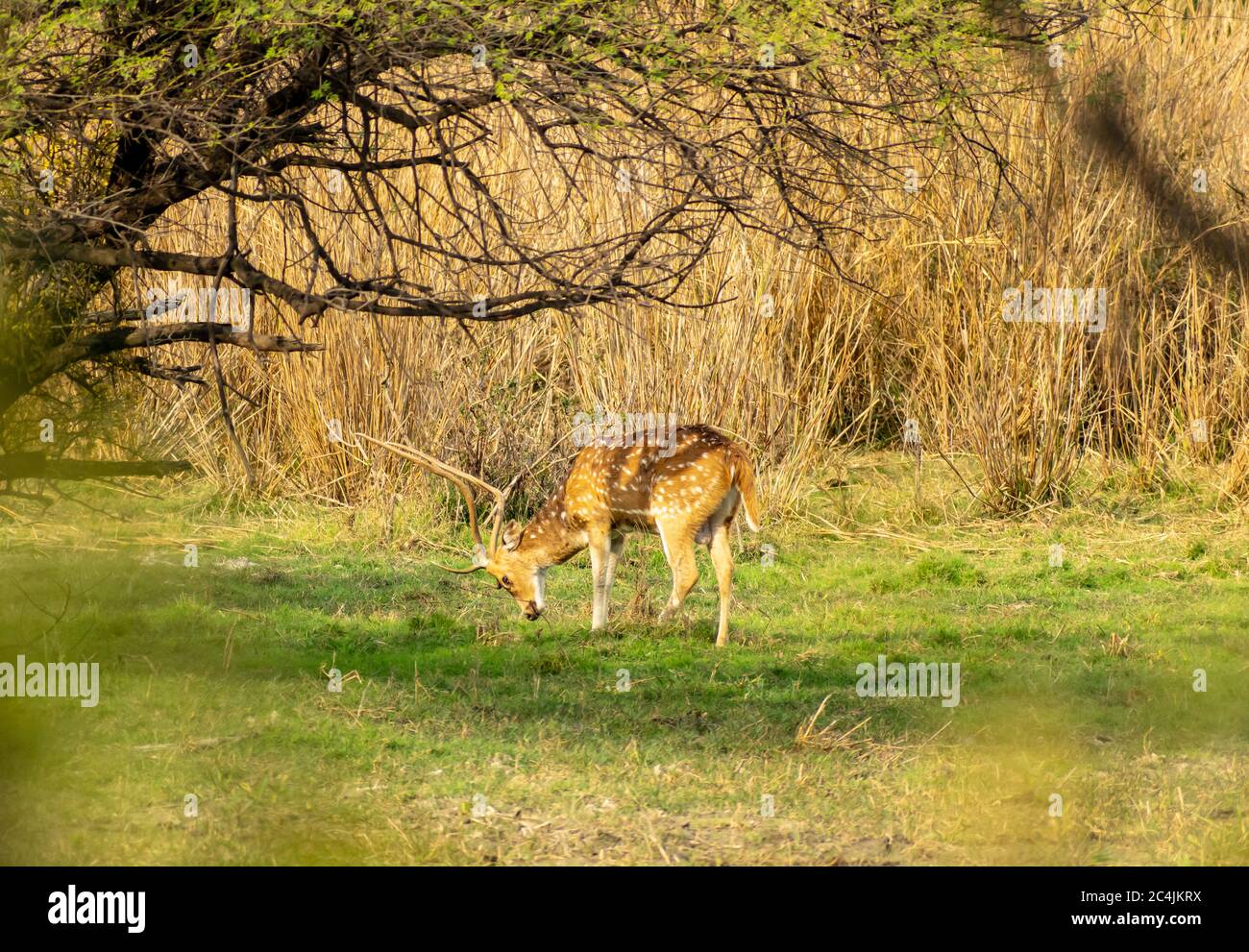 Indian Barasingha High Resolution Stock Photography and Images - Alamy