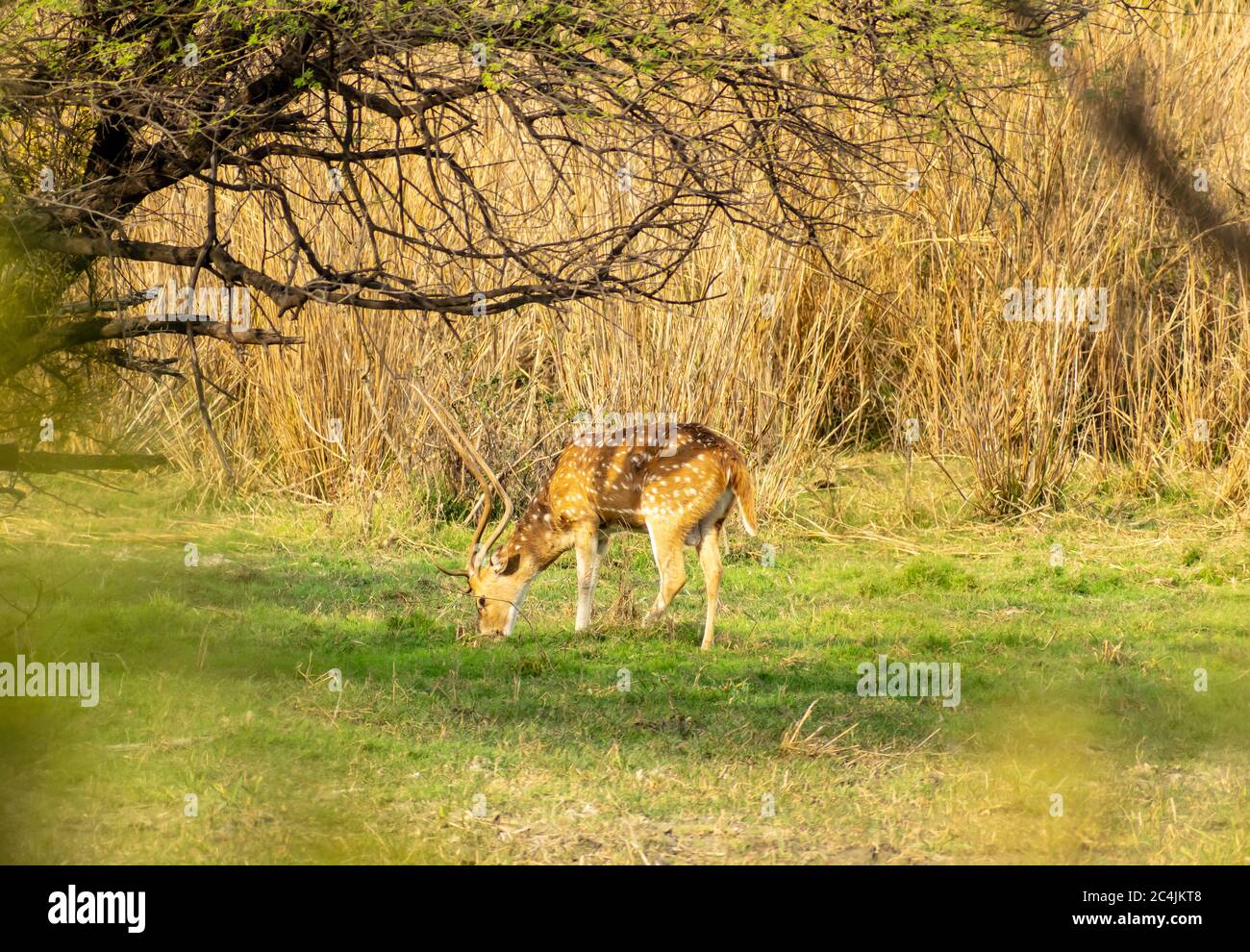 Indian swamp deer hi-res stock photography and images - Alamy