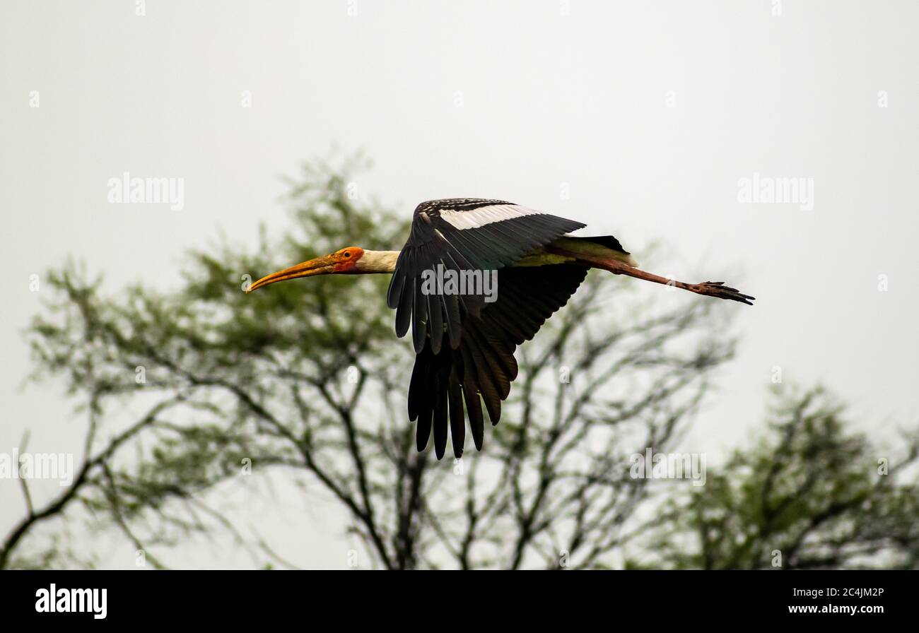 Painted Stork in mid flight, Bharatpur Bird Sanctuary Stock Photo - Alamy