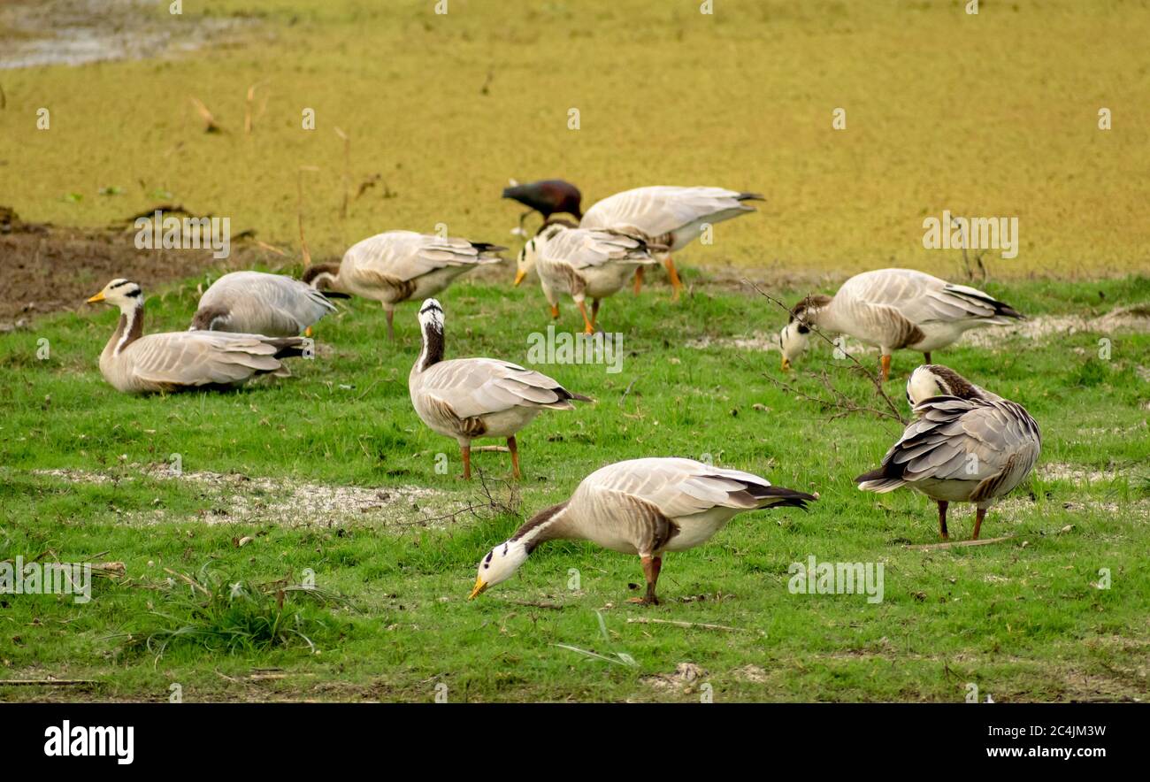 Bar headed geese (Anser indicus), Bharatpur Bird Sanctuary Stock Photo ...