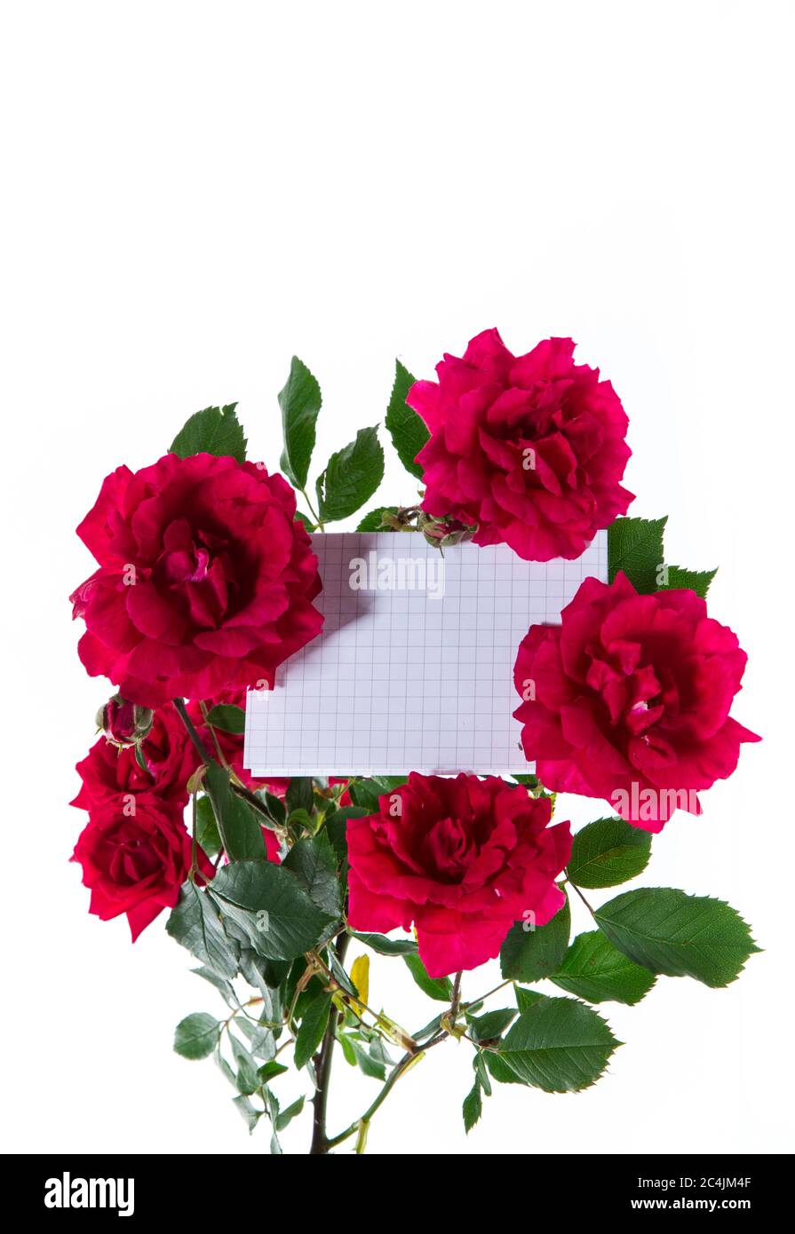 bouquet of beautiful red roses isolated on white Stock Photo - Alamy