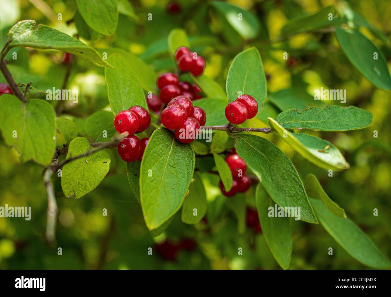 Shiny ruby berries hi-res stock photography and images - Alamy