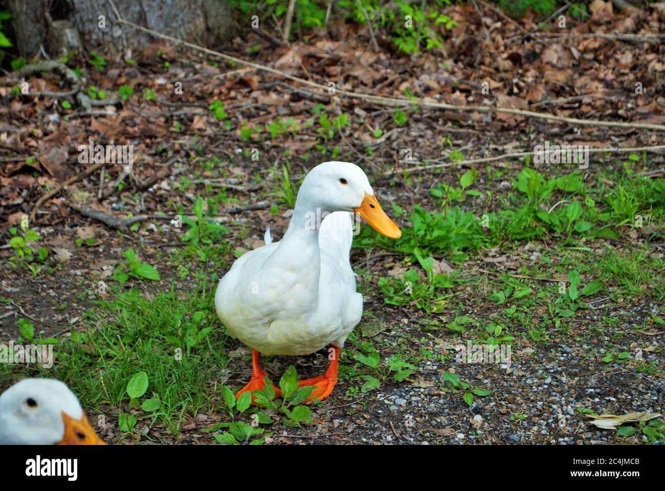 white duck walking down the street in a park Stock Photo - Alamy