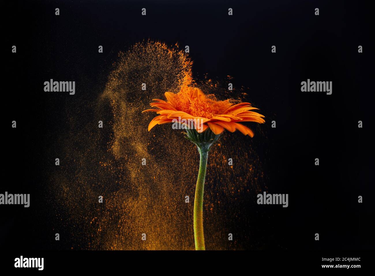 Powder explode black background hi-res stock photography and images - Alamy