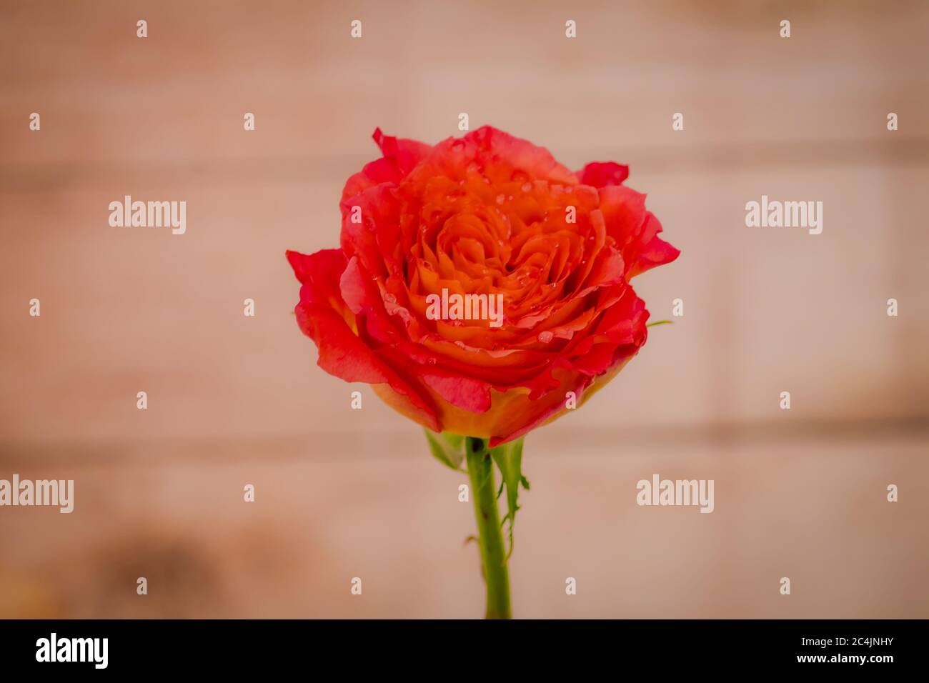 Free spirit rose hi-res stock photography and images - Alamy
