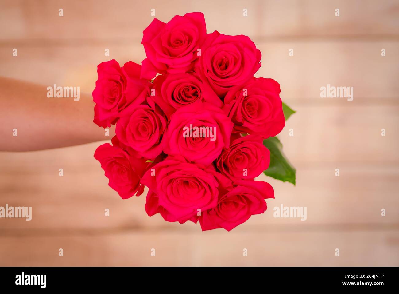 Women hand holding a bouquet of classic Explorer roses variety, studio ...
