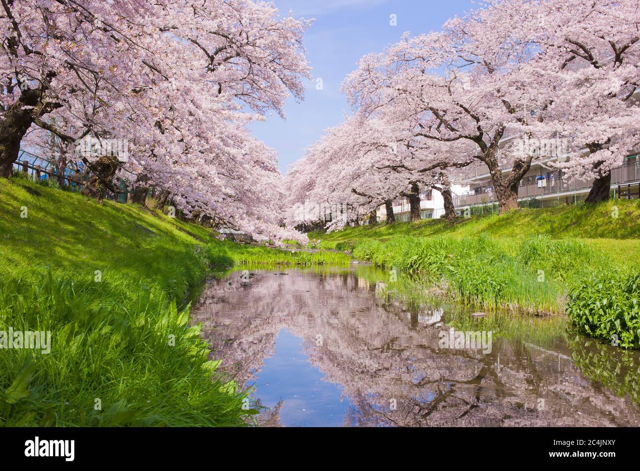 River spring cherry hi-res stock photography and images - Alamy