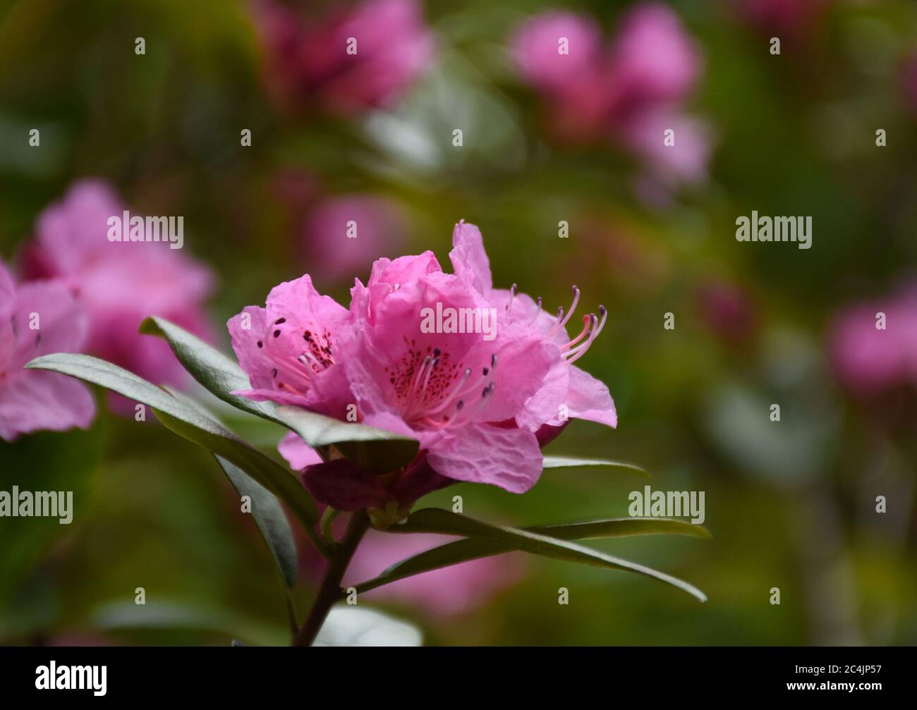 Very pretty pink flowering azalea blossoms in the spring Stock Photo ...