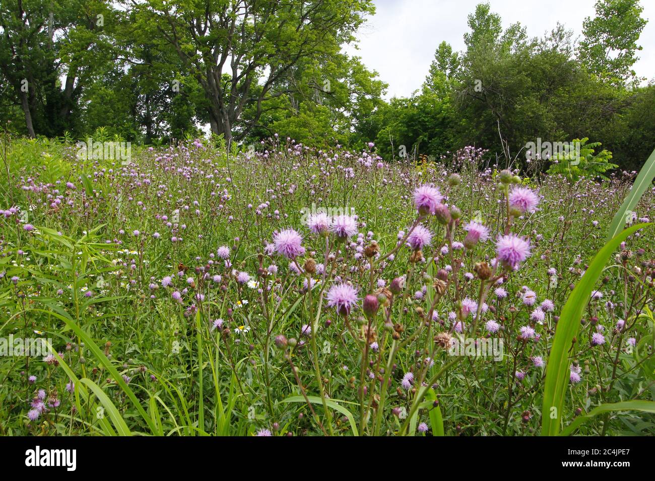 River bluffs Section of Highbanks Metropark, Ohio Stock Photo - Alamy