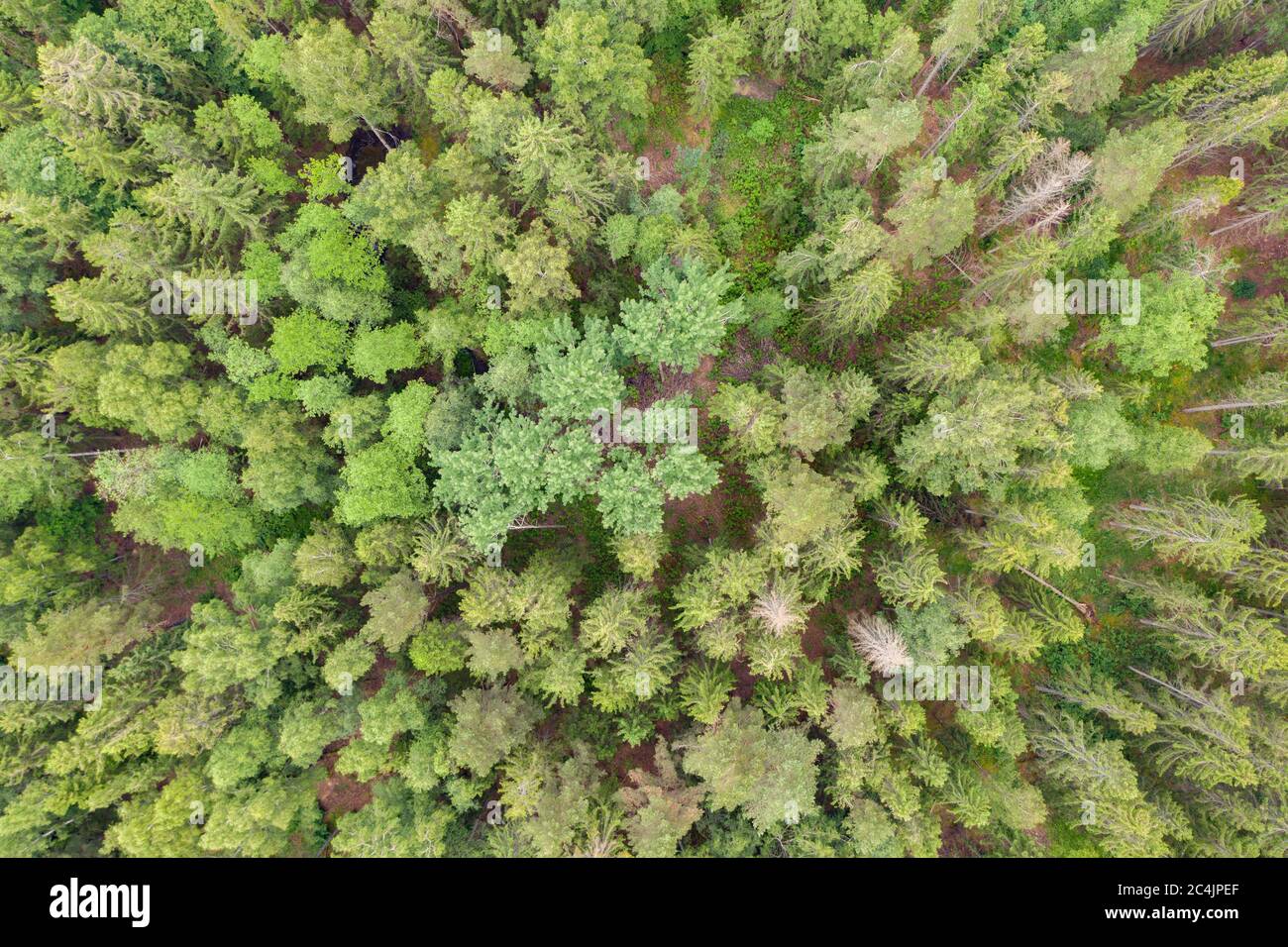 Aerial top down evergreen coniferous hi-res stock photography and ...