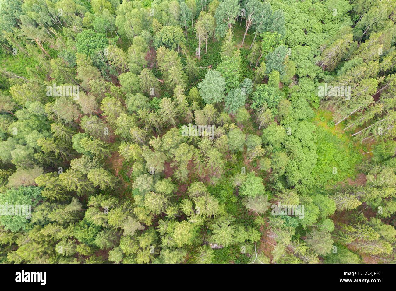 Aerial view top down on forest with green spruce trees Stock Photo - Alamy