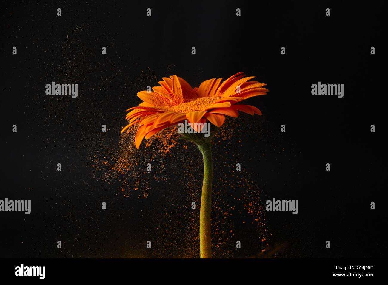 Gerbera flower with powder splash. Power energy. Colorful dust explode ...