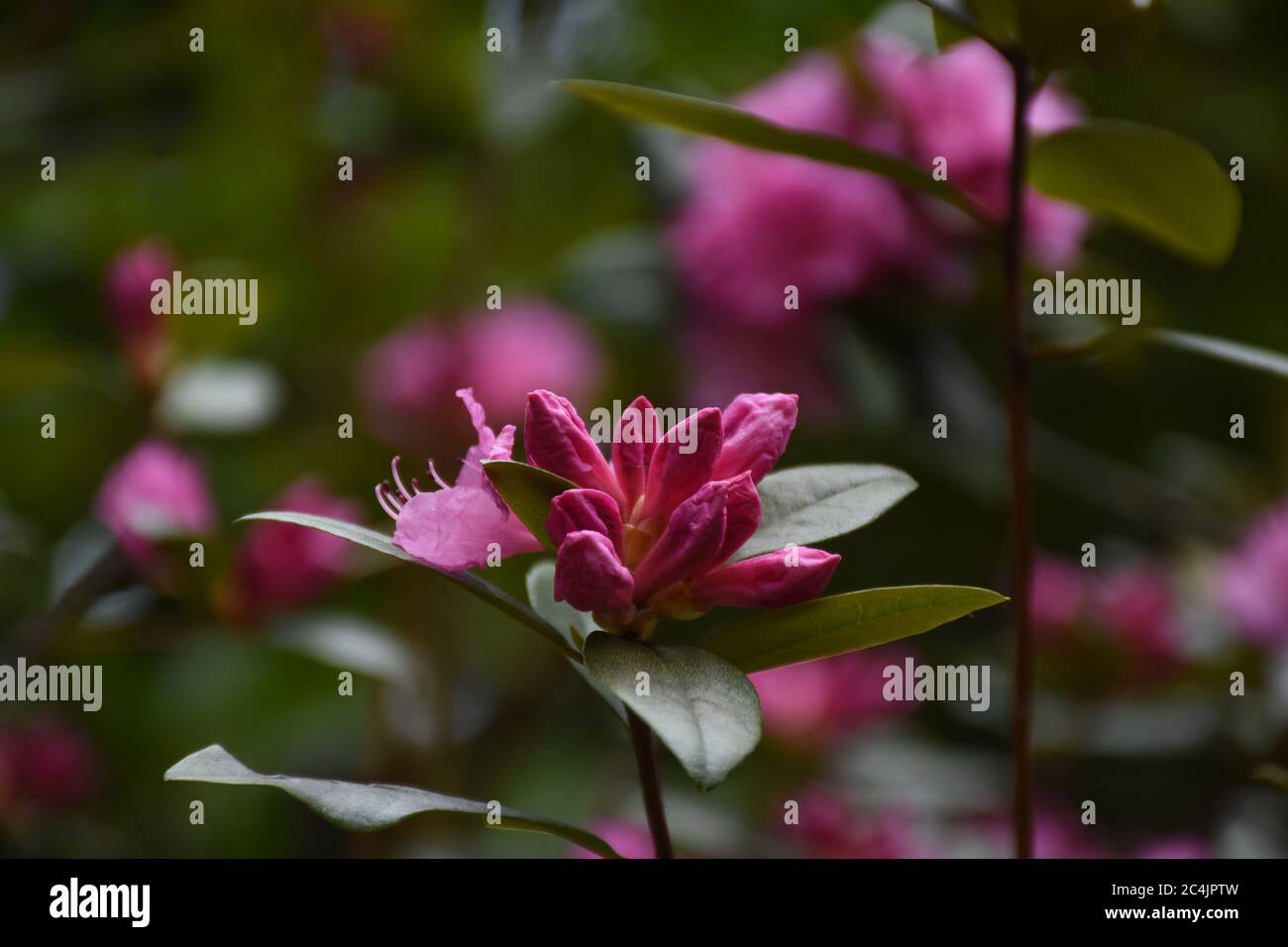 Budding pink azalea hi-res stock photography and images - Alamy