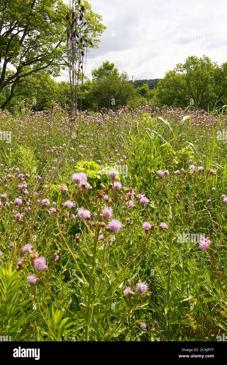River bluffs Section of Highbanks Metropark, Ohio Stock Photo - Alamy