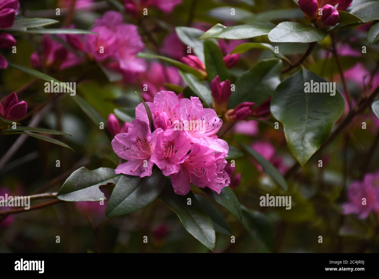 Pretty budding and flowering pink azalea bush Stock Photo - Alamy