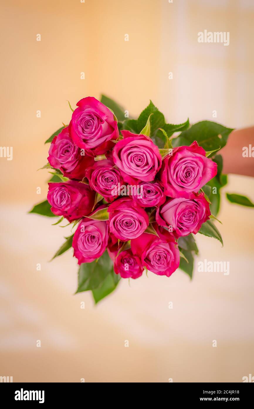 Women hand holding a bouquet of Moody Blues roses variety, studio shot ...