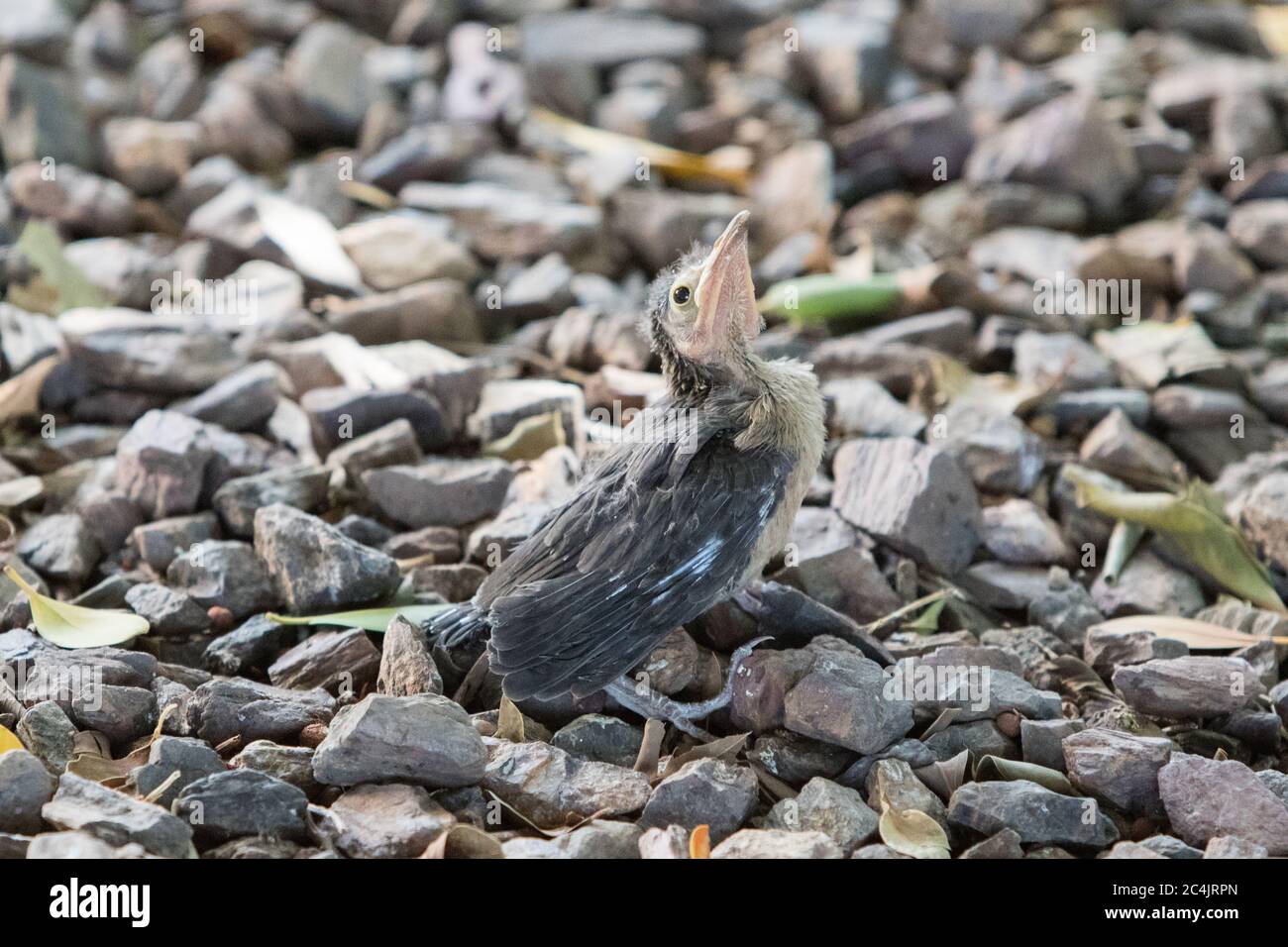 Fledgling bird, Mesa, Arizona Stock Photo - Alamy