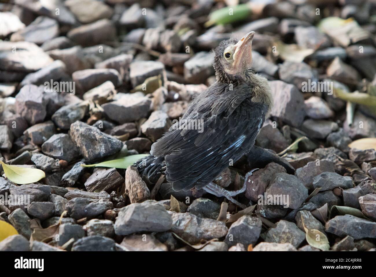 Fledgling bird, Mesa, Arizona Stock Photo - Alamy