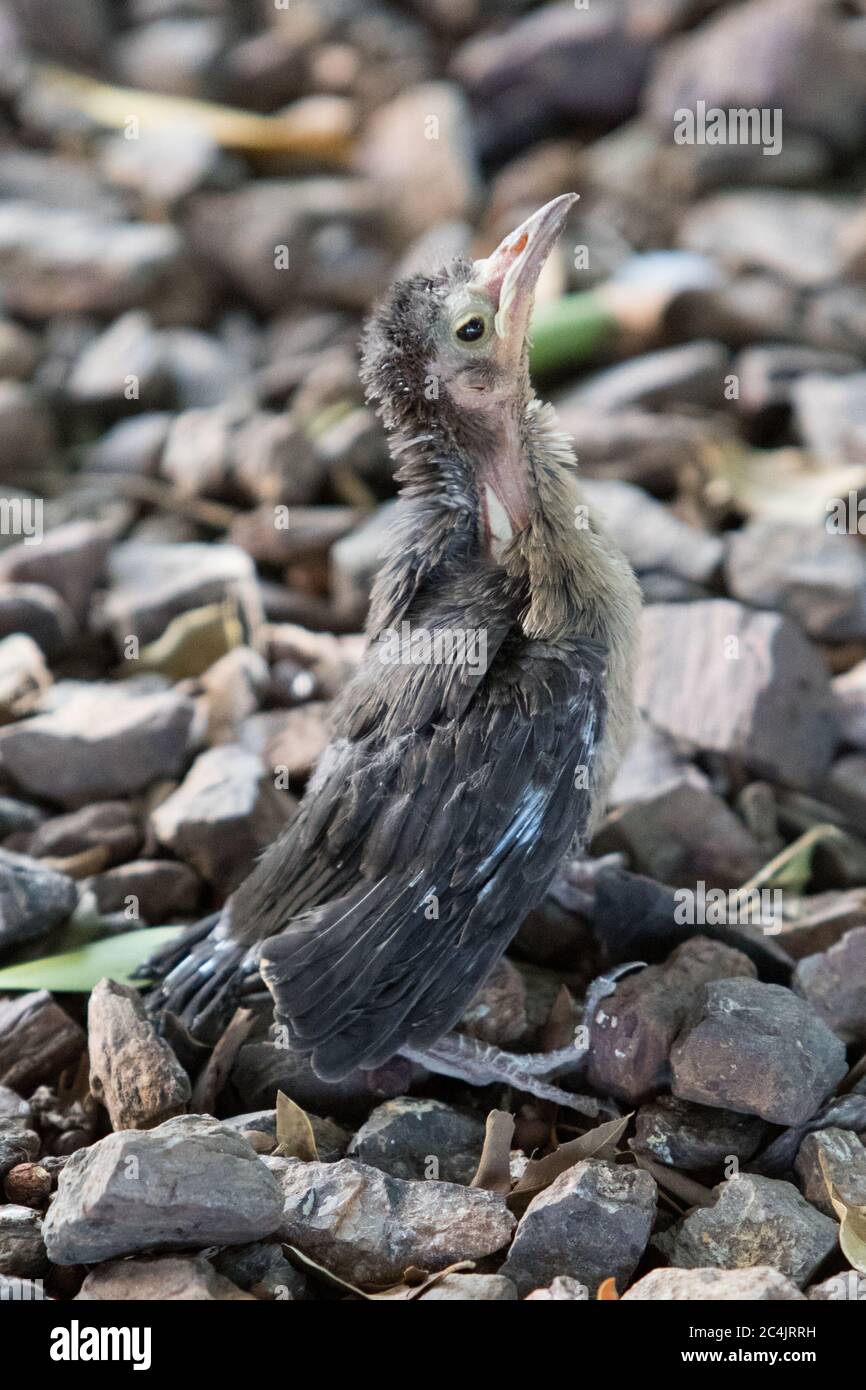 Fledgling bird, Mesa, Arizona Stock Photo - Alamy