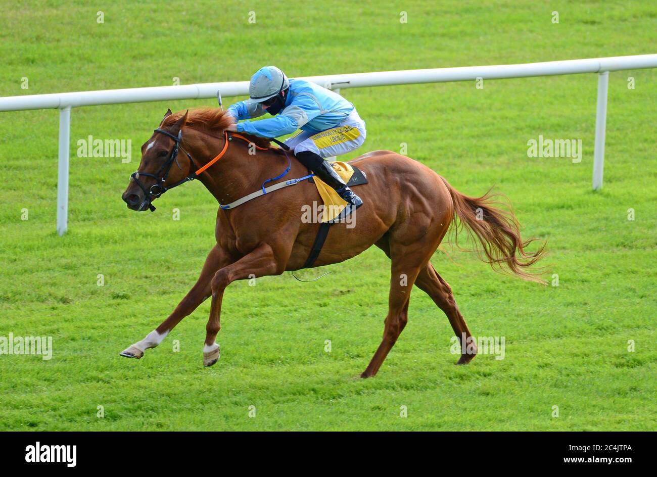 Big baby bull horse hi-res stock photography and images - Alamy