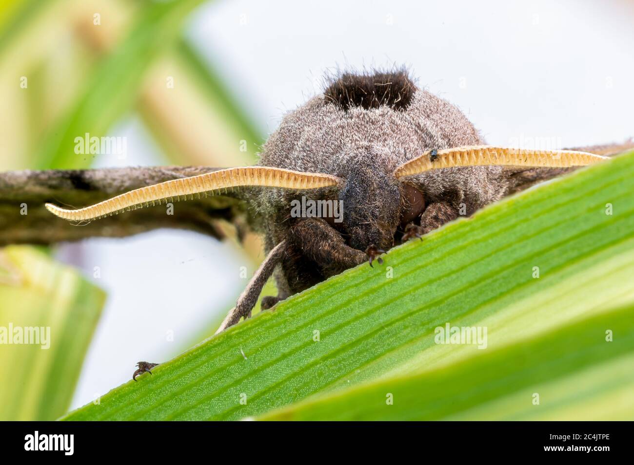 Front portrait of an eyed hawk moth, smerinthus ocellatus Stock Photo ...