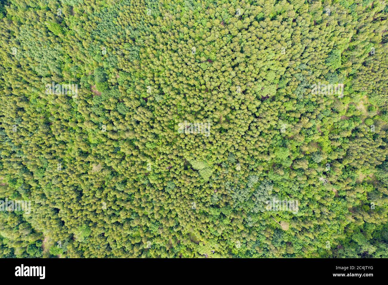 High above aerial view top down on forest with green spruce trees Stock ...