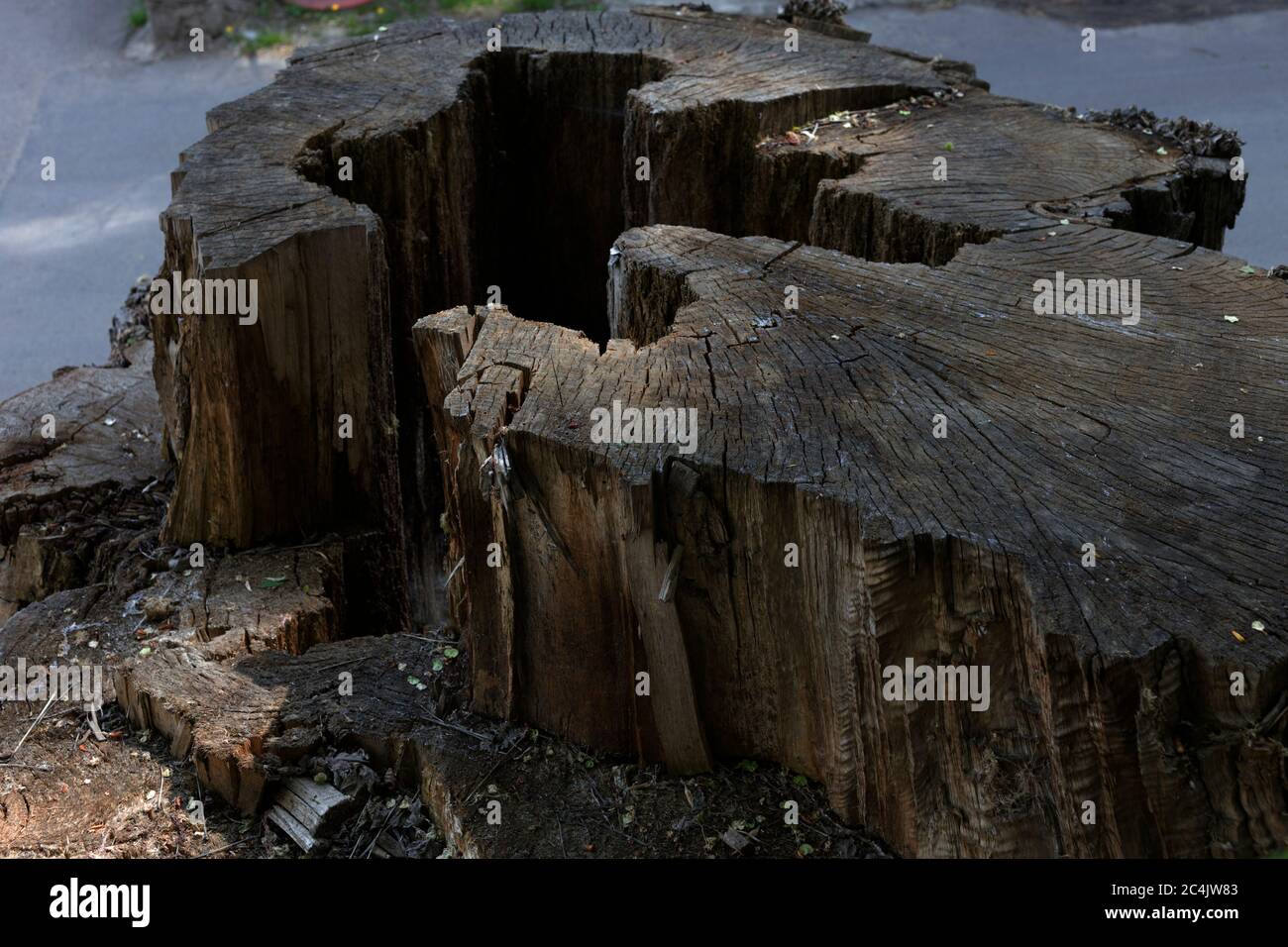 Dark old stump of a tree. Close-up. Stump of tree is shooted close-up ...