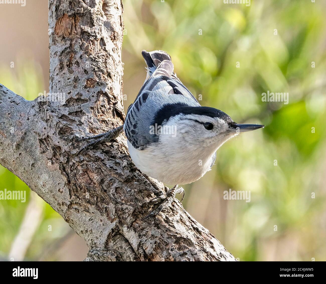 Tree limb re hi-res stock photography and images - Alamy