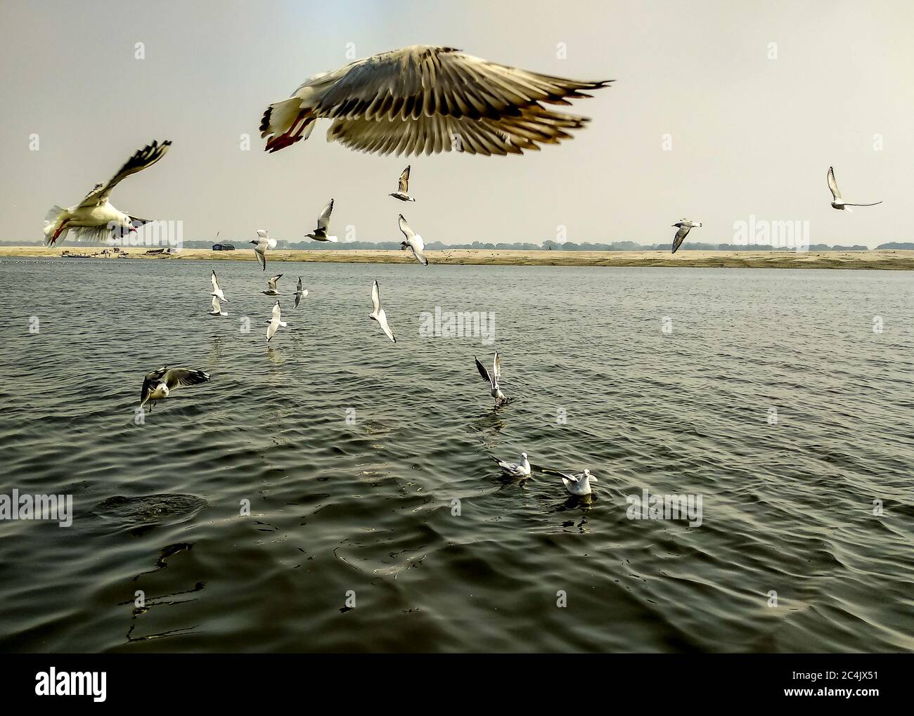Siberian migratory birds over river Ganges in Varanasi, Uttar Pradesh ...