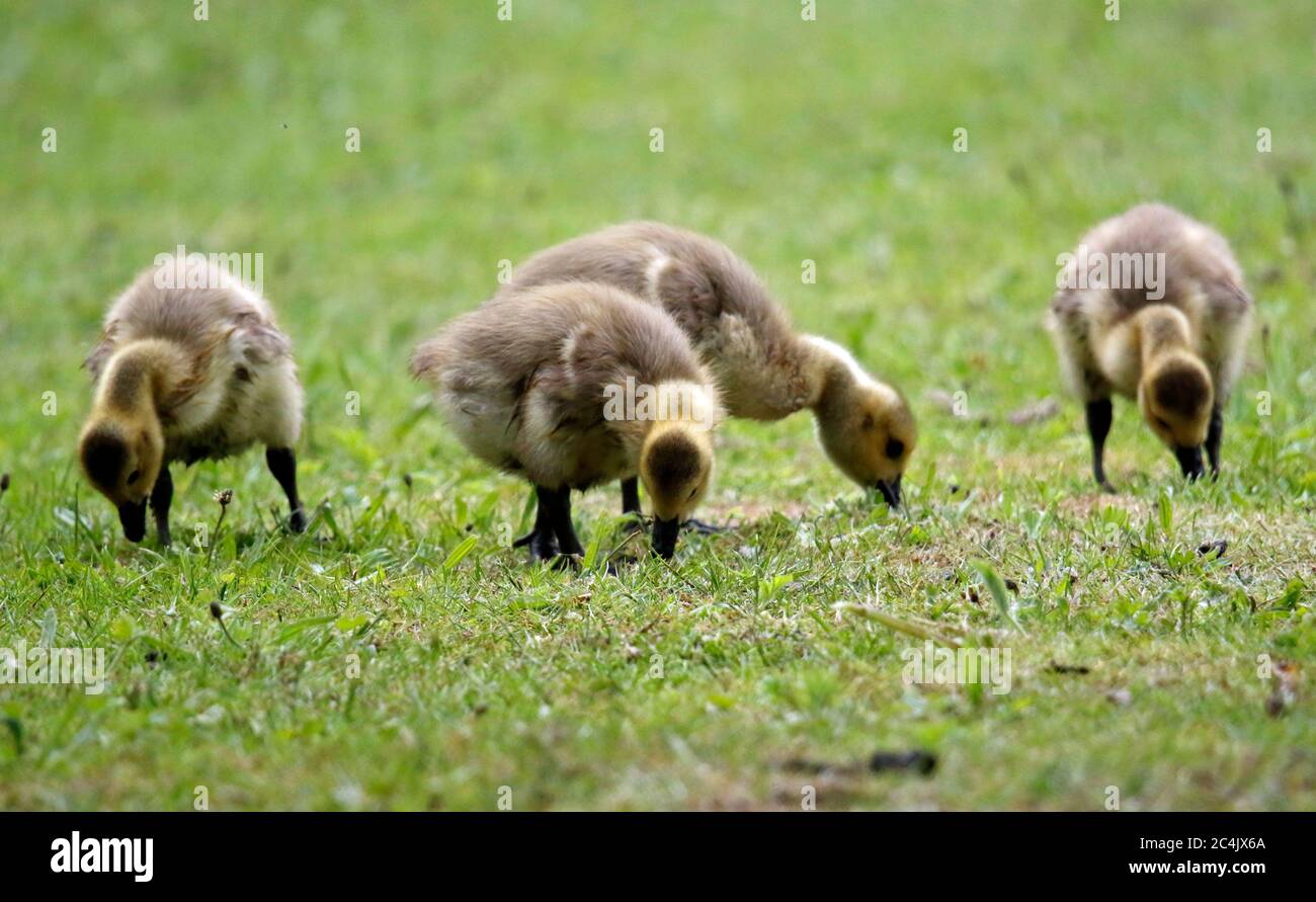 Canada goose and goslings hi-res stock photography and images - Alamy
