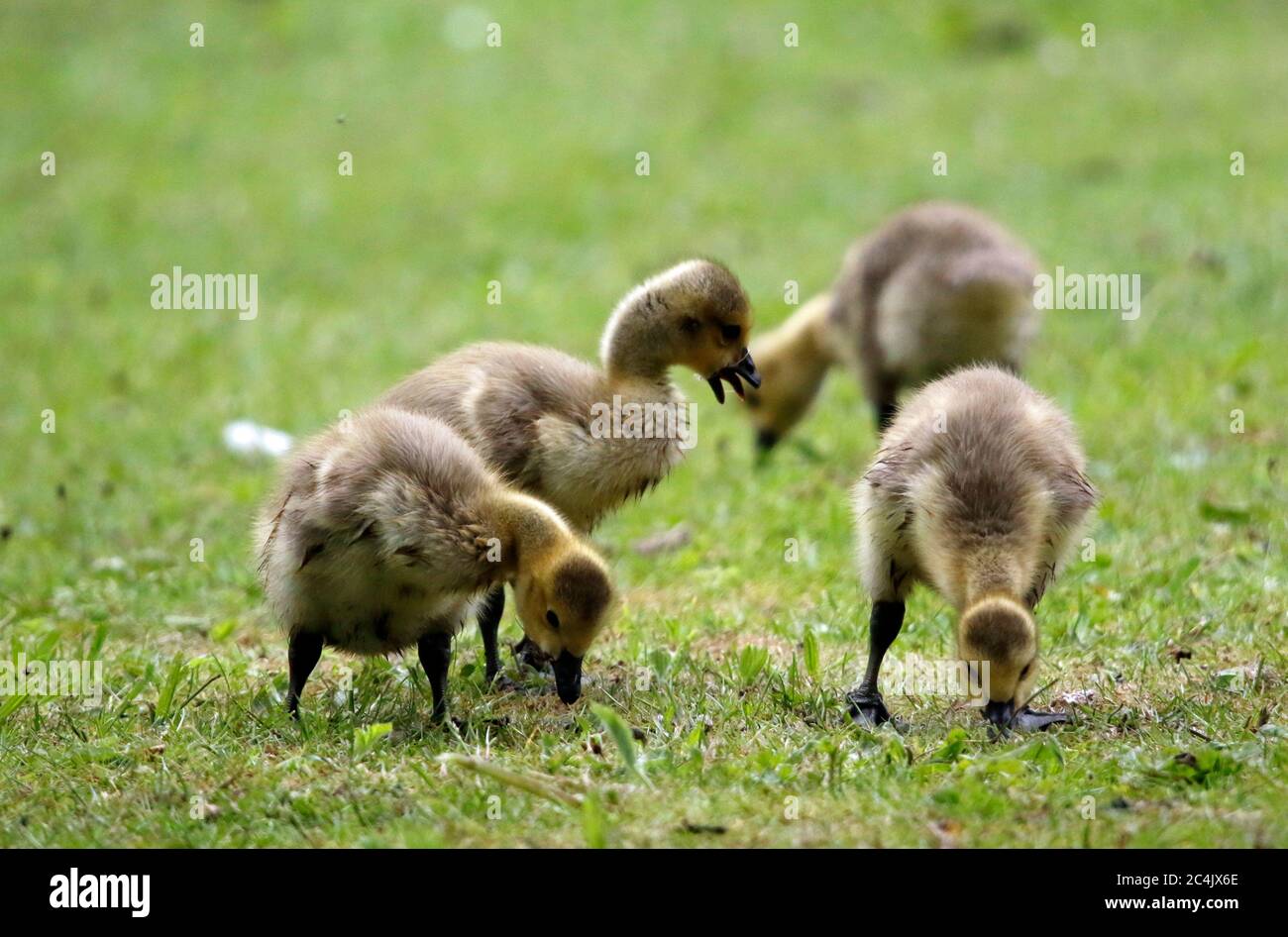 Goslings picture hi-res stock photography and images - Alamy