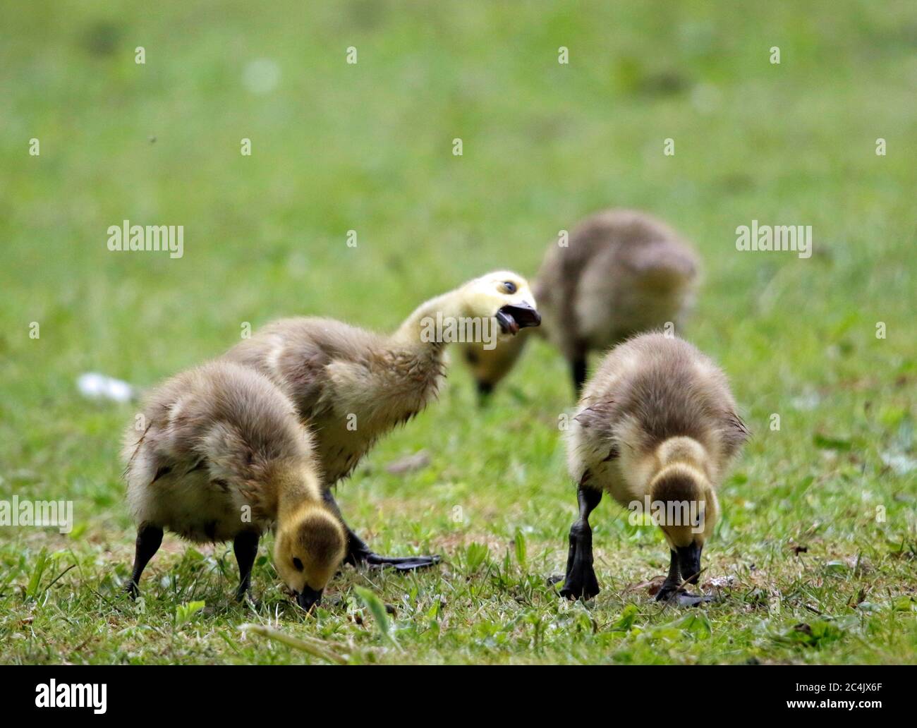 Canada goose goslings grubbing for insects in the grass Stock Photo - Alamy