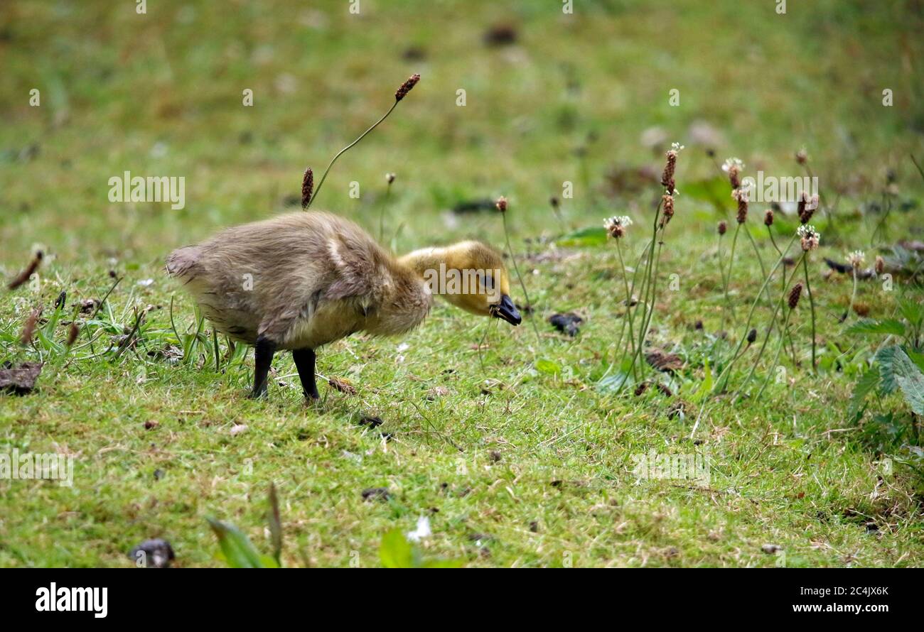 Canada goose and goslings hi-res stock photography and images - Alamy
