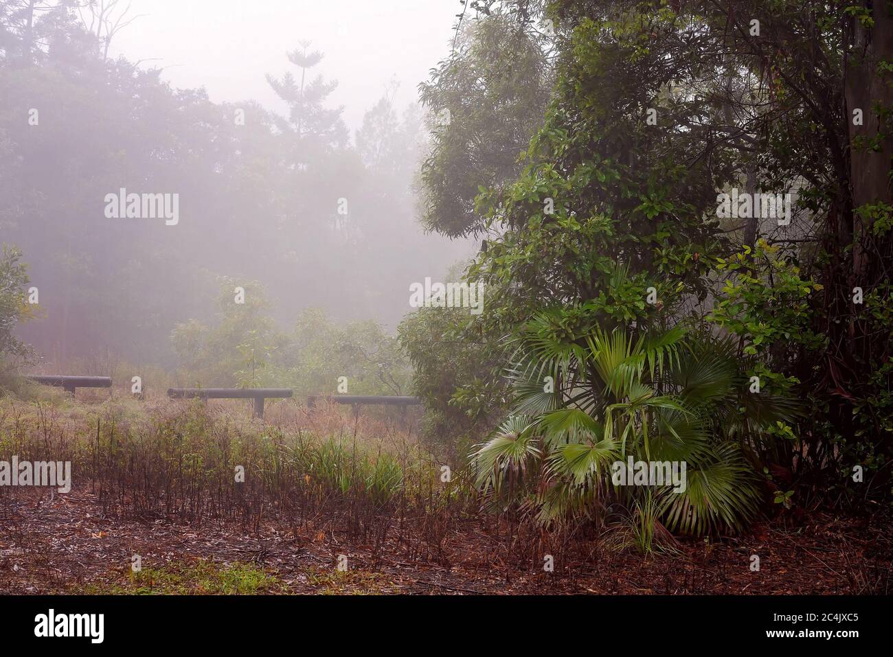 Light rain falling in the rainforest on a misty afternoon Stock Photo ...