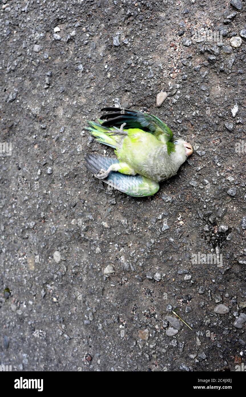 Dead parrot hi-res stock photography and images - Alamy